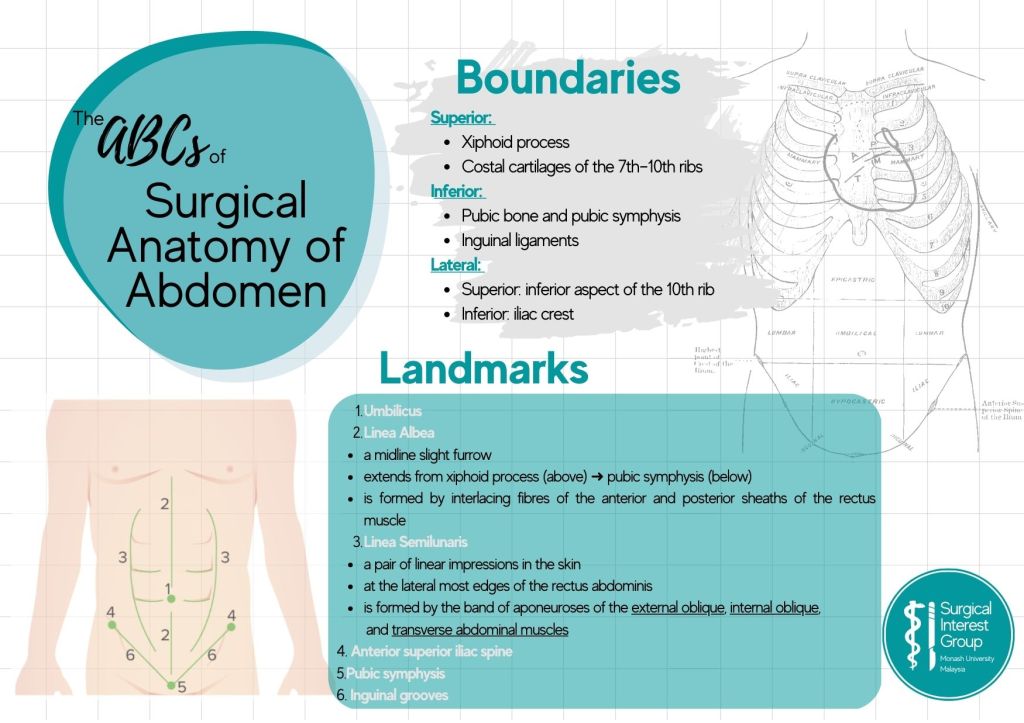 ABCs of: Surgical Anatomy of the Abdomen – Surgical Interest Group of ...