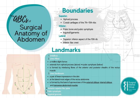 ABCs of: Surgical Anatomy of the Abdomen – Surgical Interest Group of ...