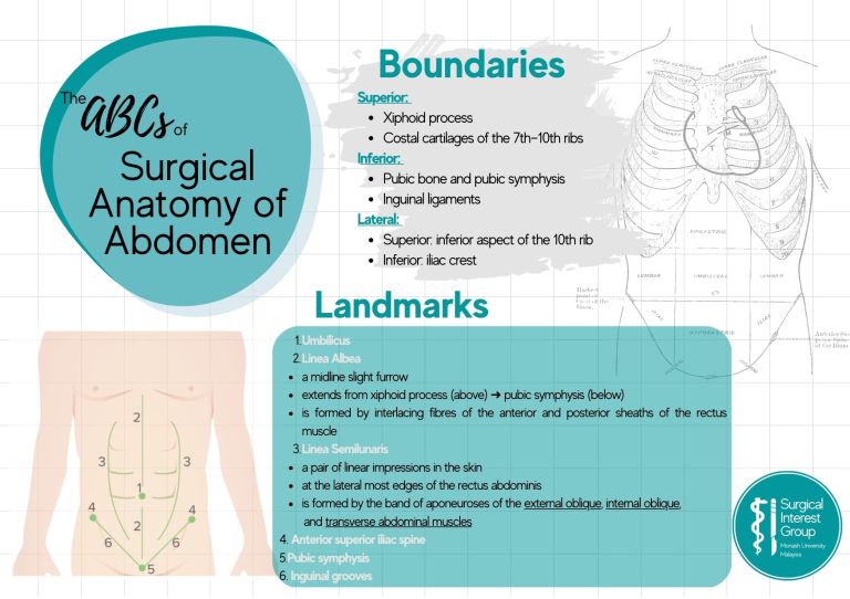 ABCs of: Surgical Anatomy of the Abdomen – Surgical Interest Group of ...