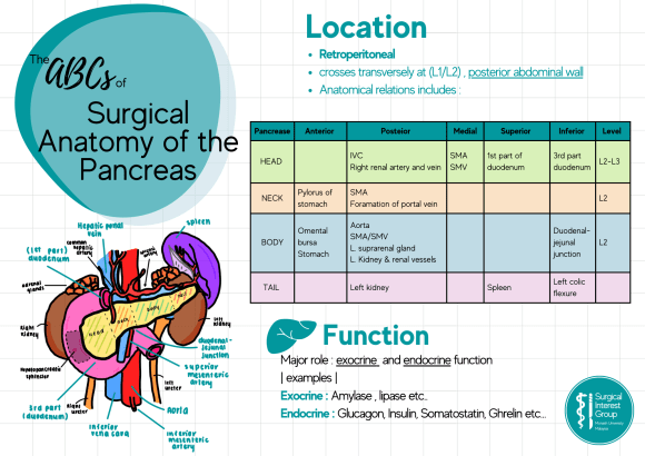 ABCs of: Surgical Anatomy of the Pancreas – Surgical Interest Group of ...