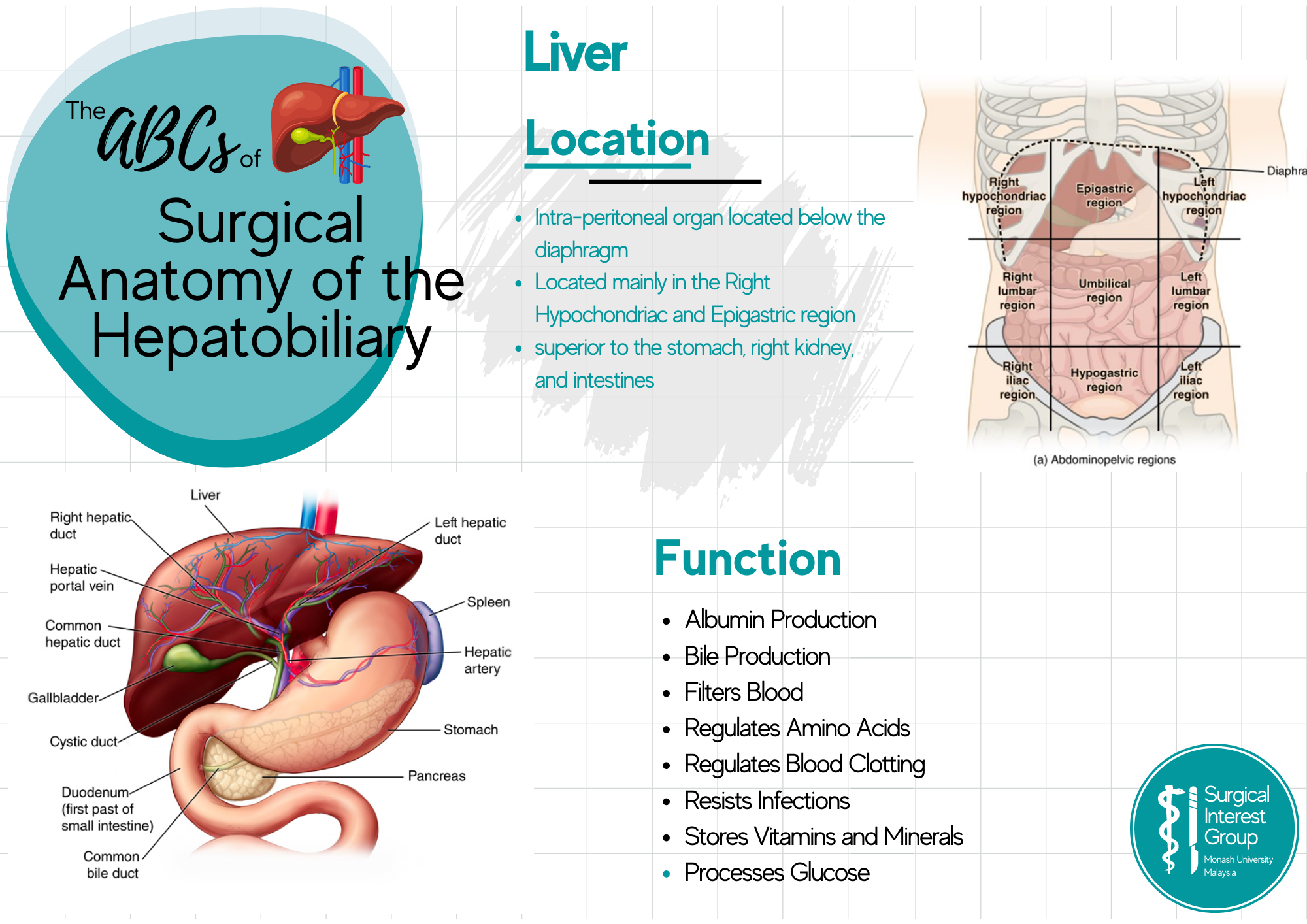 ABCs of: Surgical Anatomy of the Hepatobiliary – Surgical Interest ...
